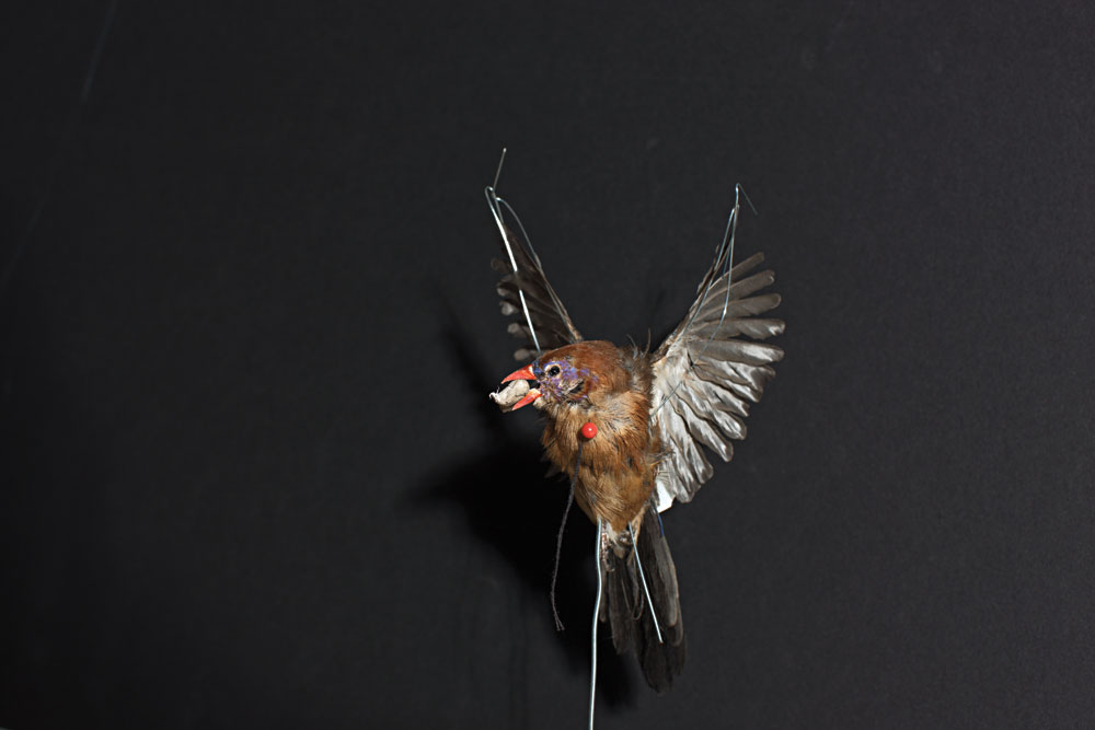 Polly Morgan - SOMA Magazine